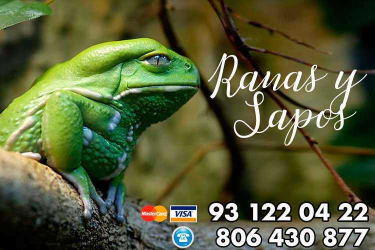 Ranas y Sapos ¿Buena o mala fortuna?